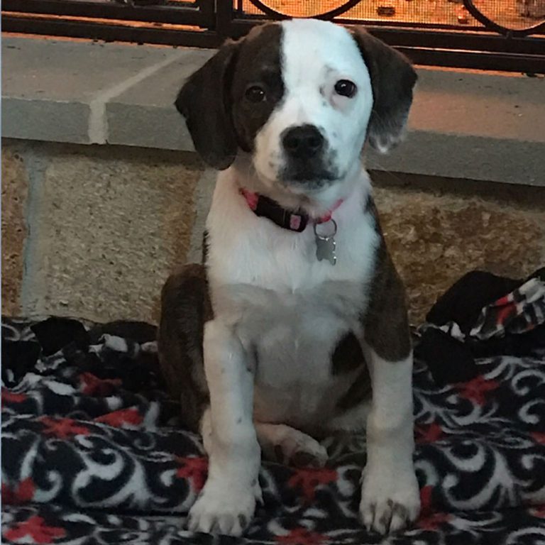 Bentley & Bear – Danbury Animal Welfare Society