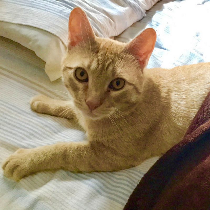 Puppy Rosemary (Ripley) – Danbury Animal Welfare Society