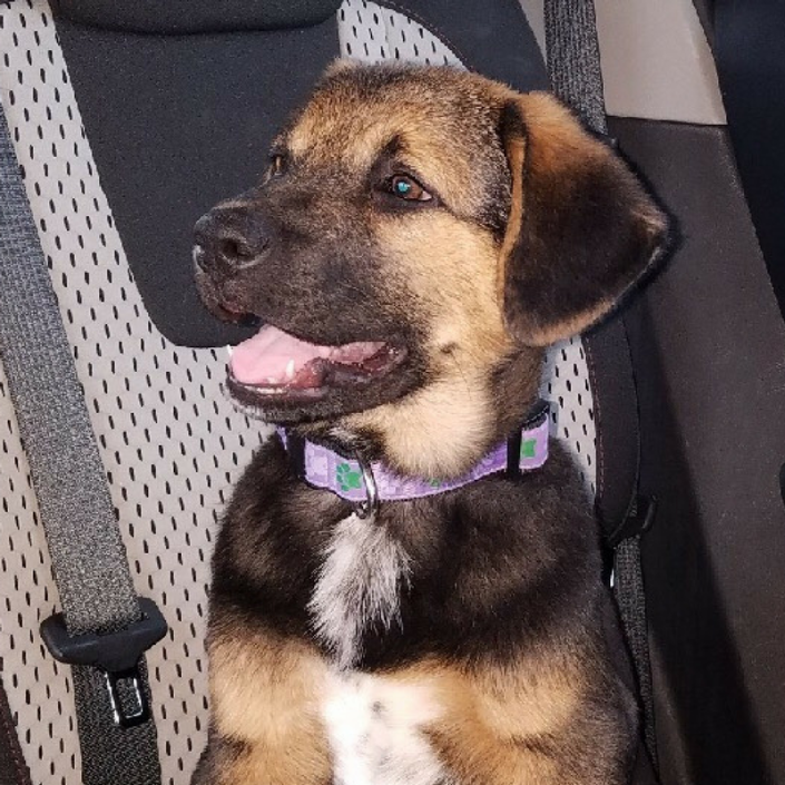 Puppy Rosemary (Ripley) – Danbury Animal Welfare Society