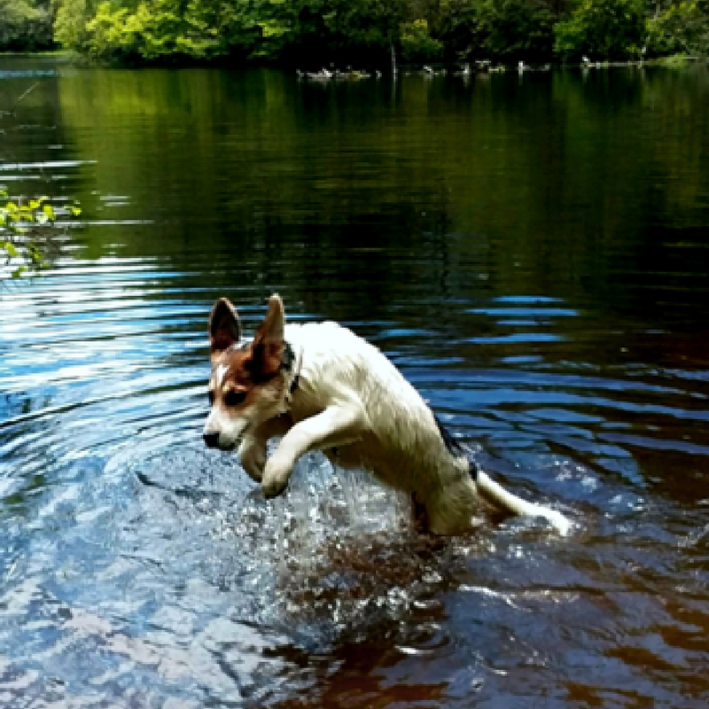 Puppy Ginger (Maya) – Danbury Animal Welfare Society
