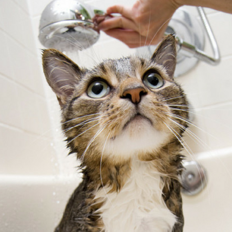 Help Keep Kitty Clean – Danbury Animal Welfare Society