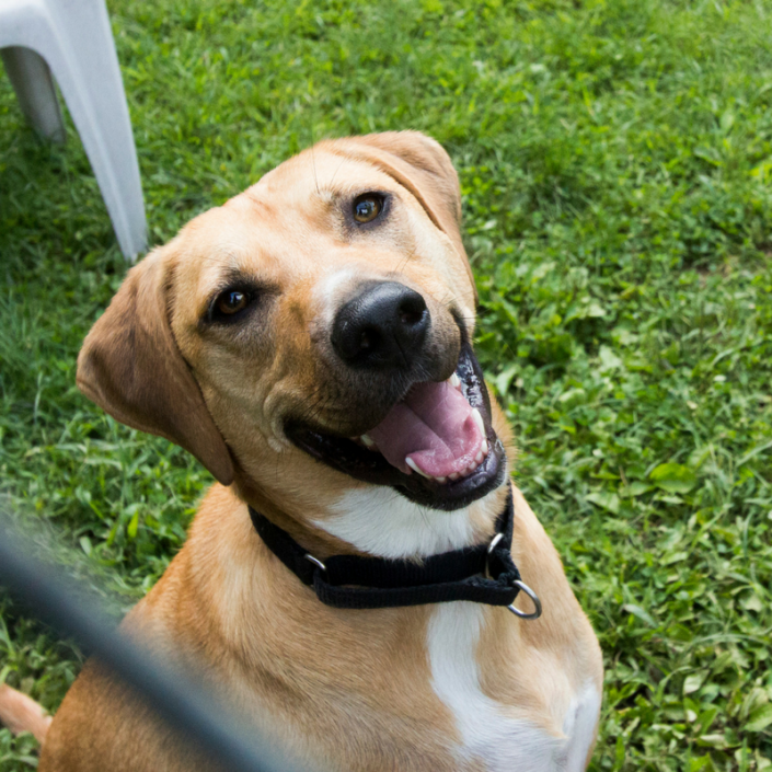 Celebrate Dogs in October – Danbury Animal Welfare Society