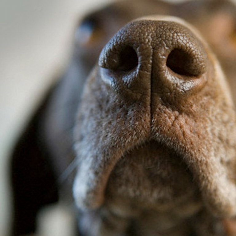Your Dog’s Nose Knows – Danbury Animal Welfare Society