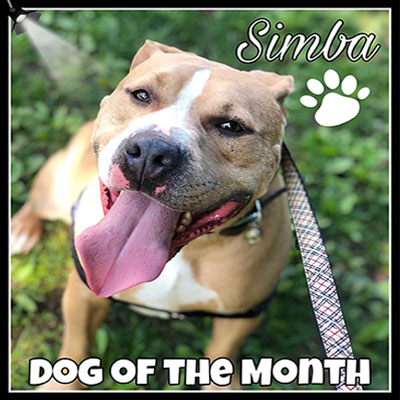 Pet Spotlight: Meet Simba – Danbury Animal Welfare Society