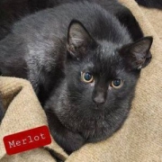 Danbury Animal Welfare Society