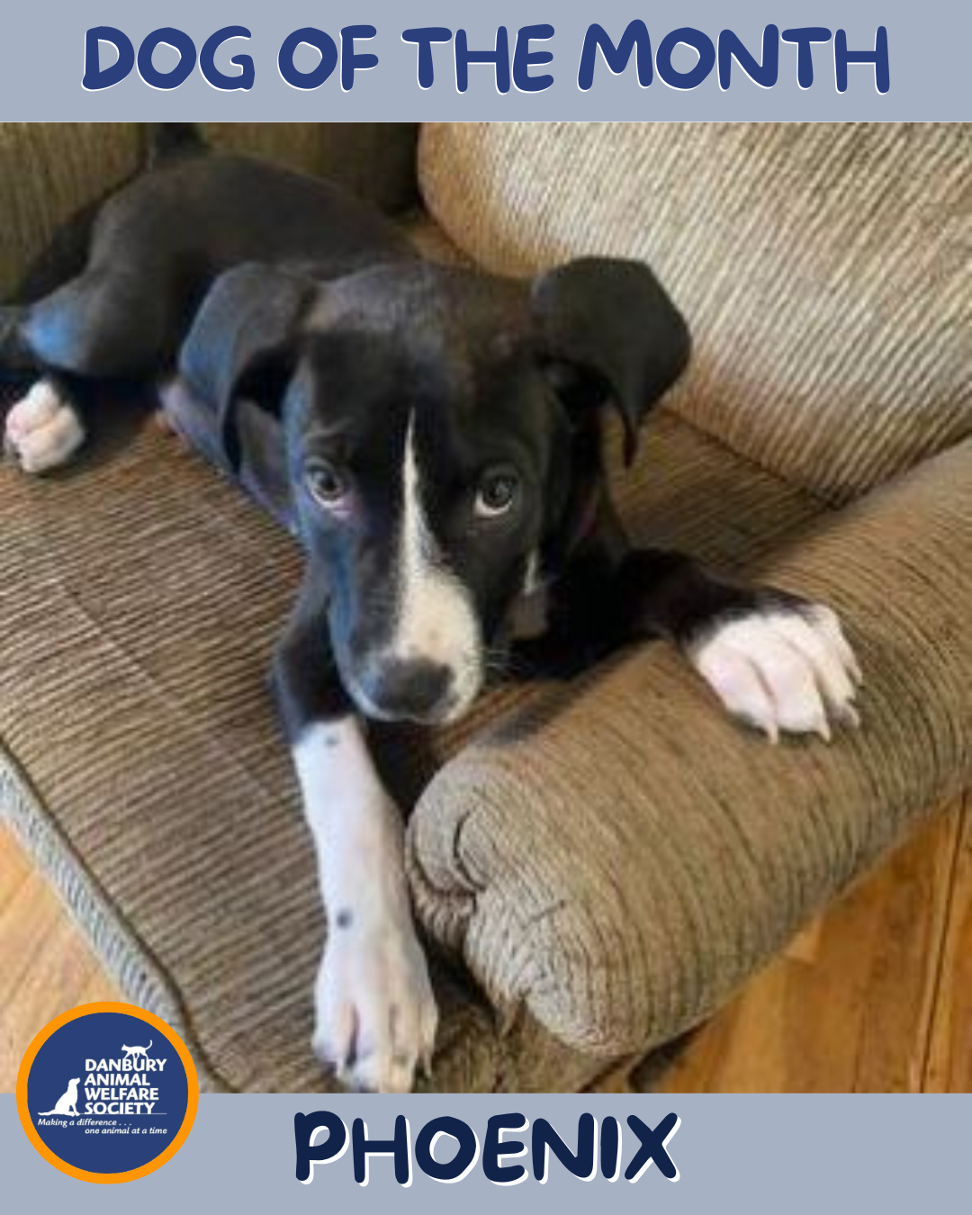 Danbury Animal Welfare Society