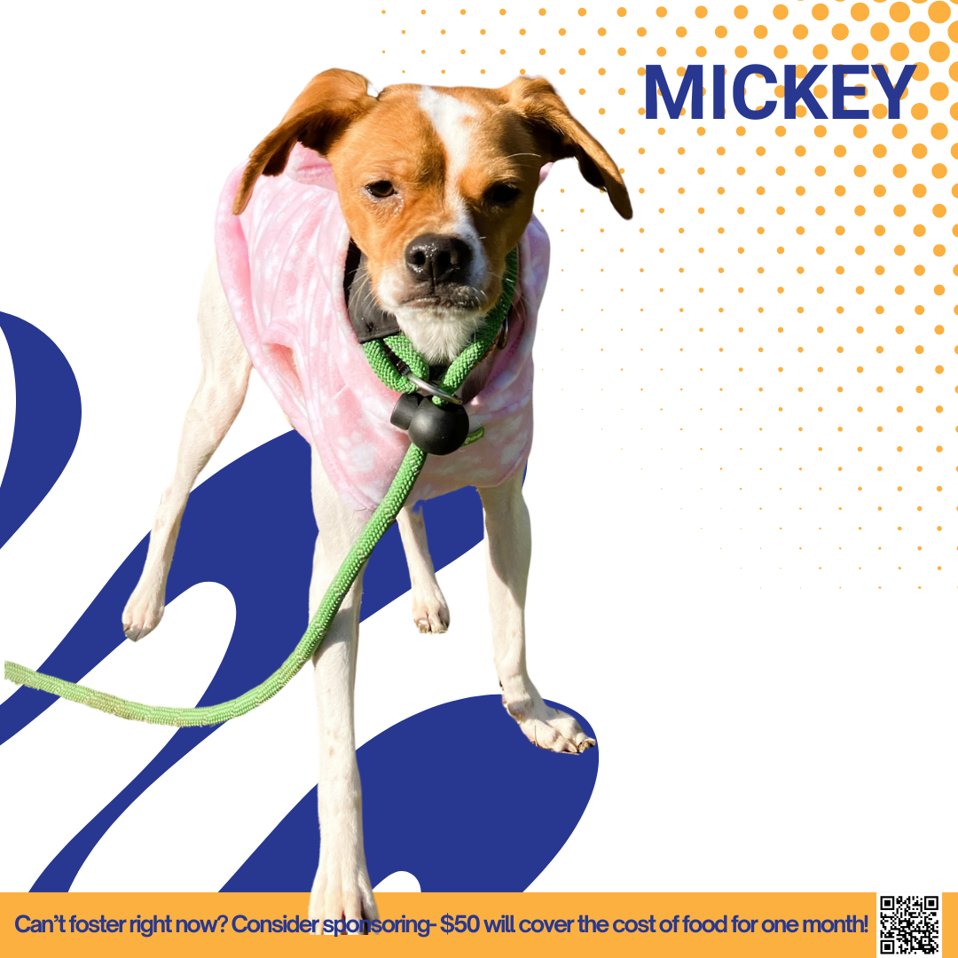 Danbury Animal Welfare Society