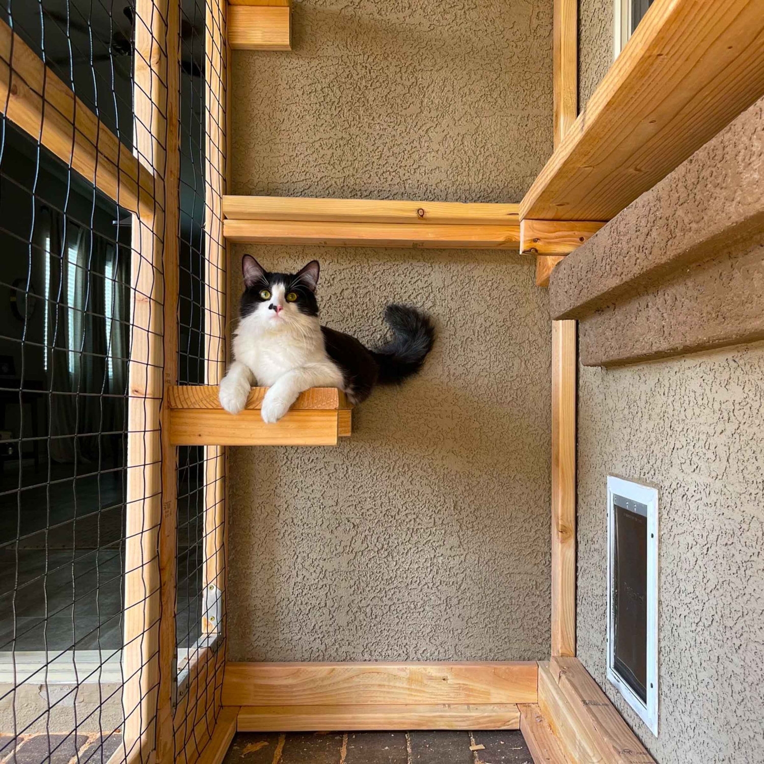 How Catios Can Help Indoor Cats Stay Active – Danbury Animal Welfare ...